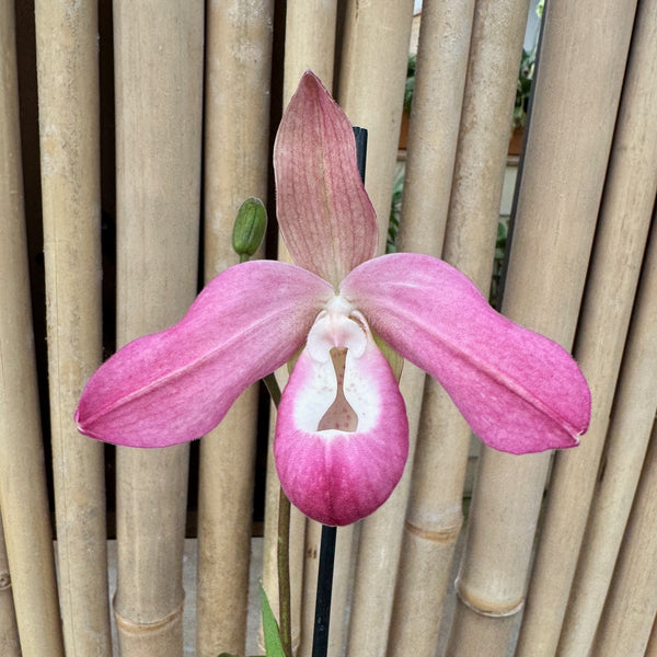 Phrag. Acker's Marvel - Buds – Akatsuka Orchid Gardens