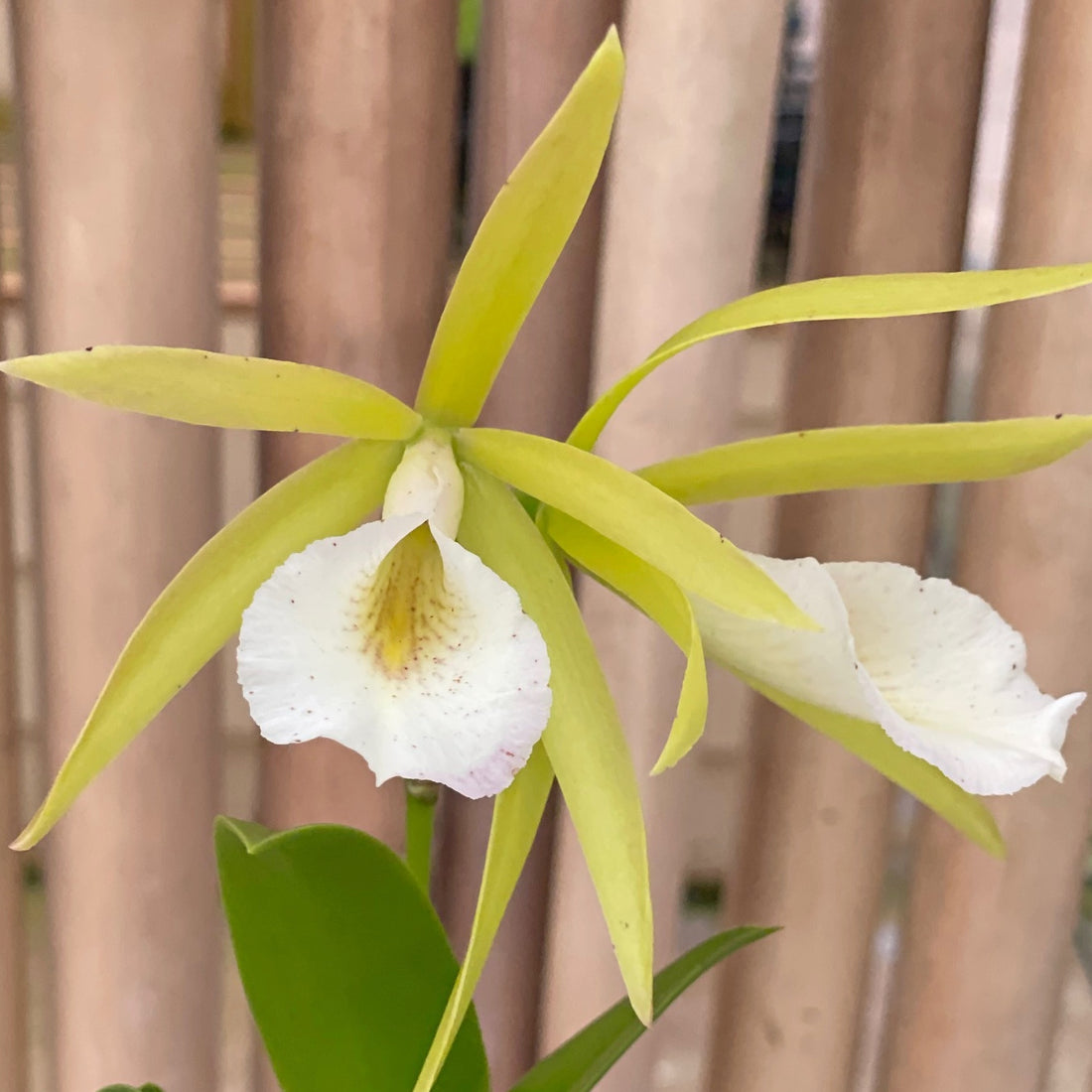 Procatavola Key Lime Stars (4" Pot) - Buds – Akatsuka Orchid Gardens
