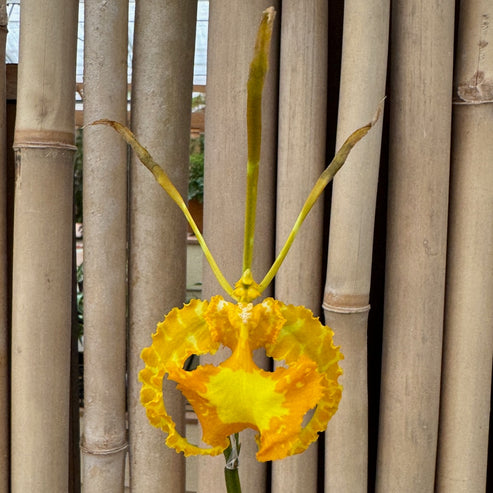 Psychopsis papilio 'Yellow' (Starter-2.75" Pot) – Akatsuka Orchid Gardens