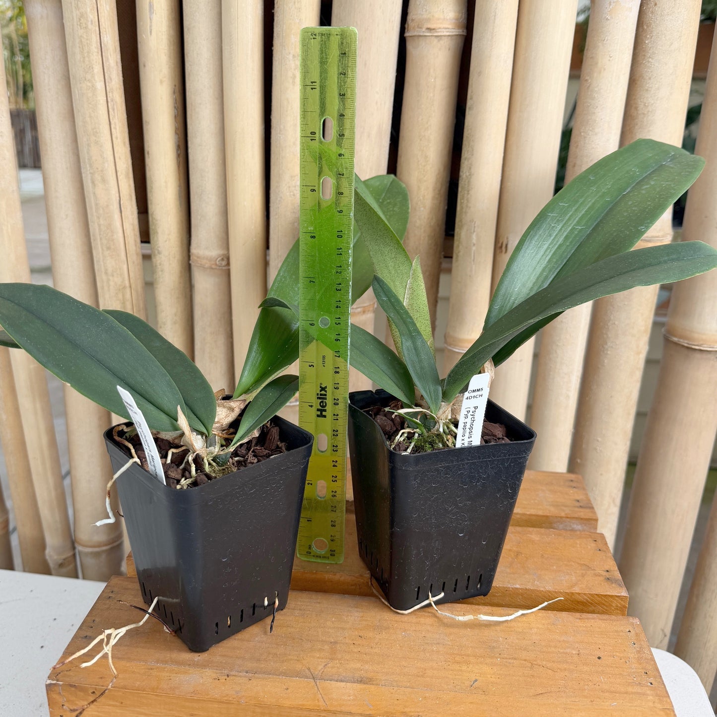 Pyps. Mariposa (4" Pot) - Not Blooming – Akatsuka Orchid Gardens