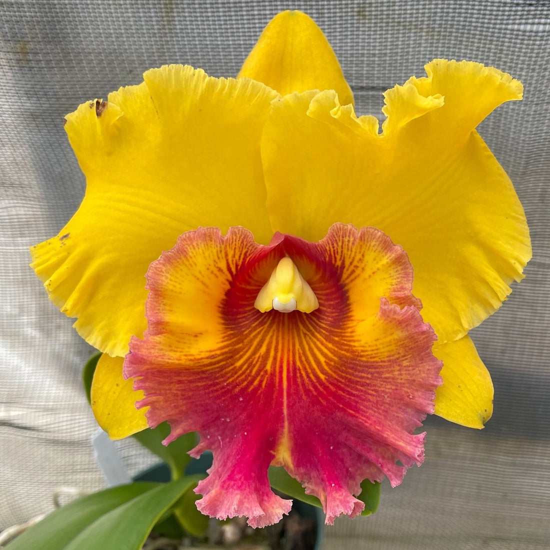 Rlc. Arom Gold 'Volcano Queen' FLASK (Cattleya Clone) – Akatsuka Orchid ...