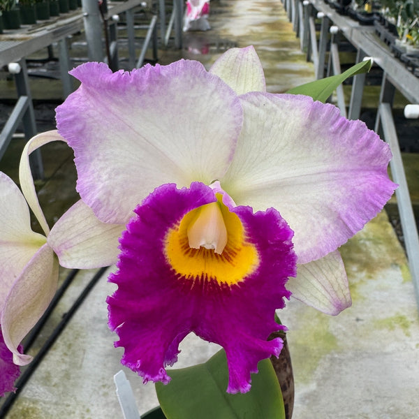 Rlc. Mary Lupi 'Volcano Queen' (5.5" Pot) - Not Blooming – Akatsuka ...