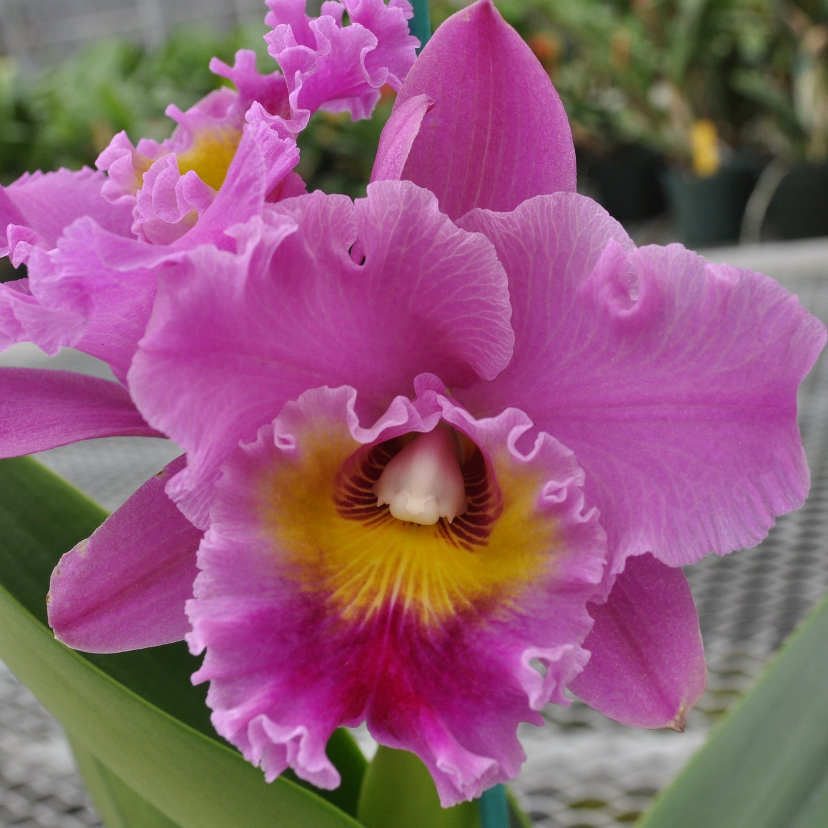 Rlc. Sayoko 'Volcano Queen' (5.5" Pot) -Not Blooming – Akatsuka Orchid ...