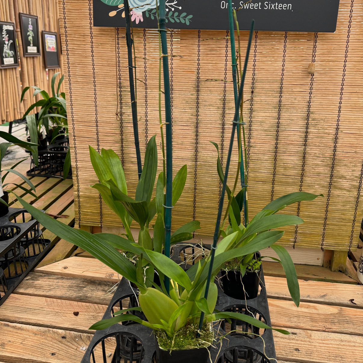Onc. Sharry Baby 'Sweet Fragrance' - (4" Pot) - Buds – Akatsuka Orchid ...