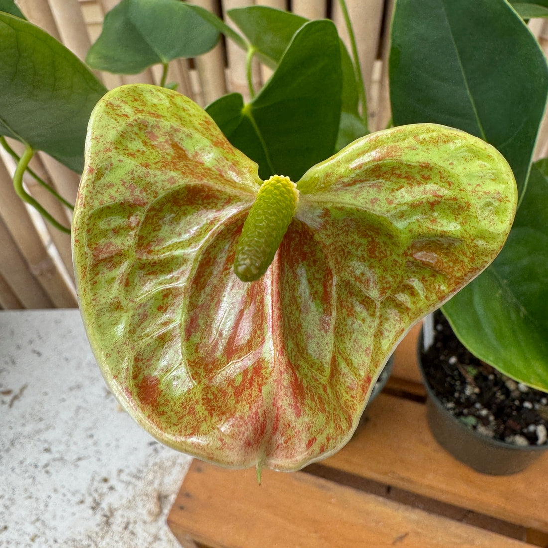 Anth. Veronica (Green Speckle) - Medium Size – Akatsuka Orchid Gardens