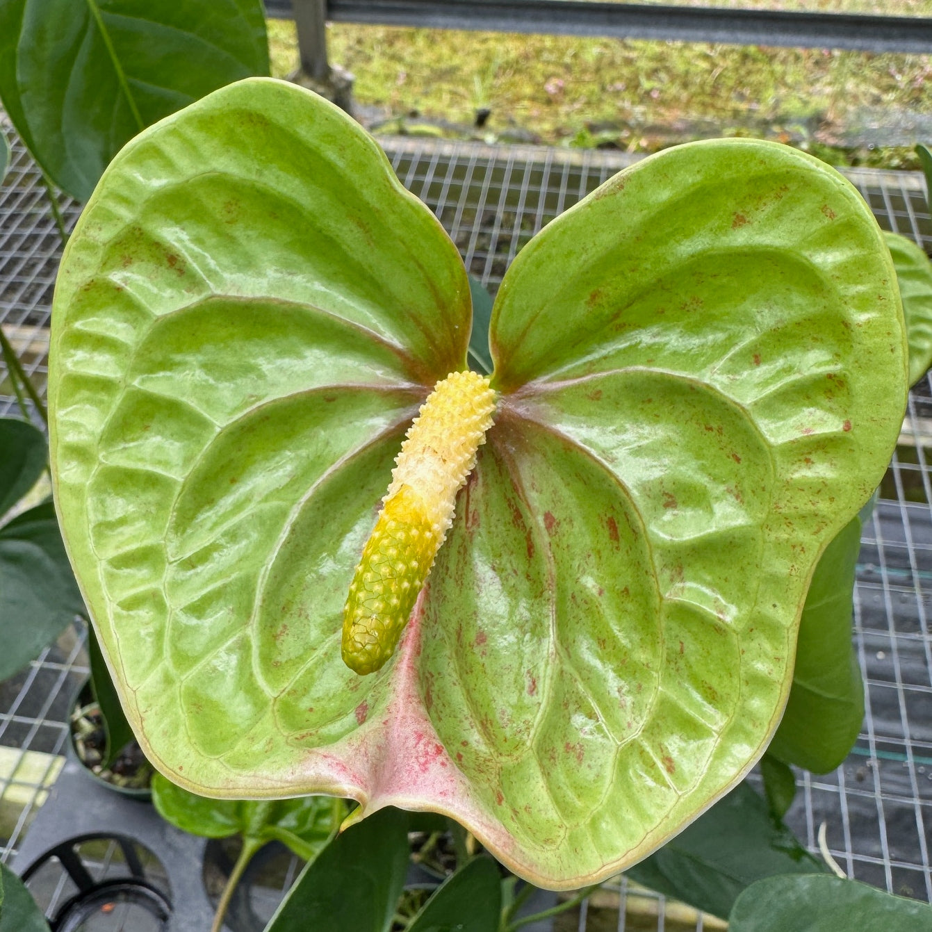 Anth. Veronica (Green) – Akatsuka Orchid Gardens