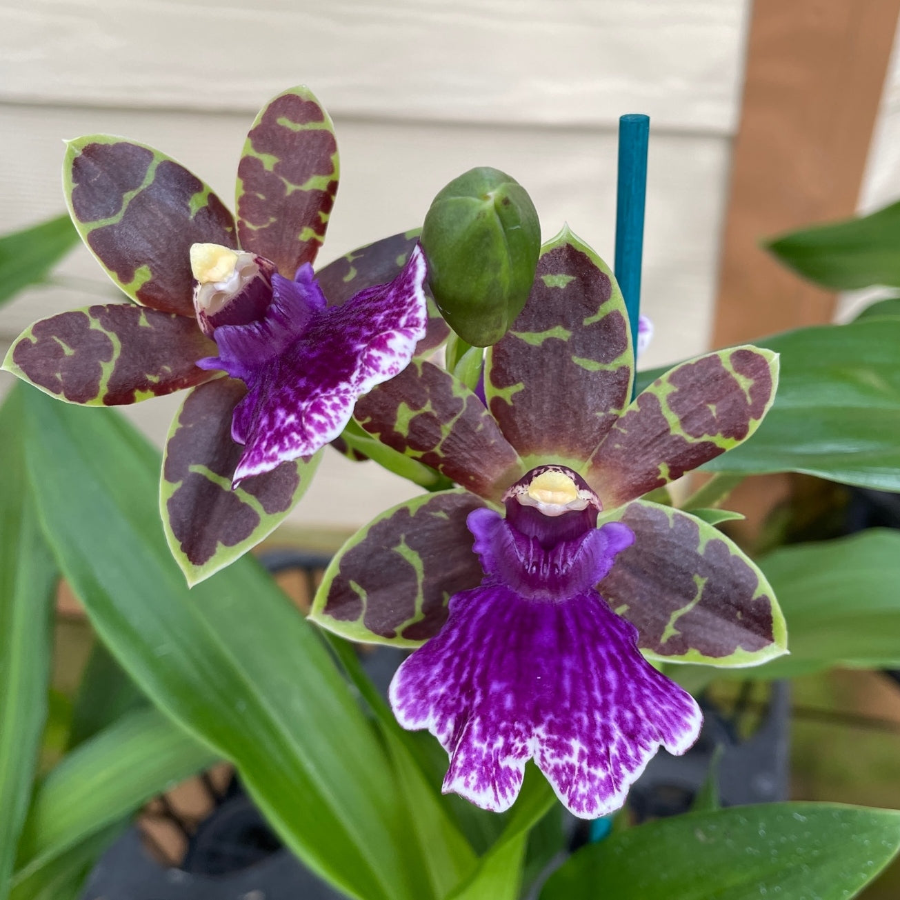 Zygo. Artur Elle 'Tombstone' (First Bloom) – Akatsuka Orchid Gardens