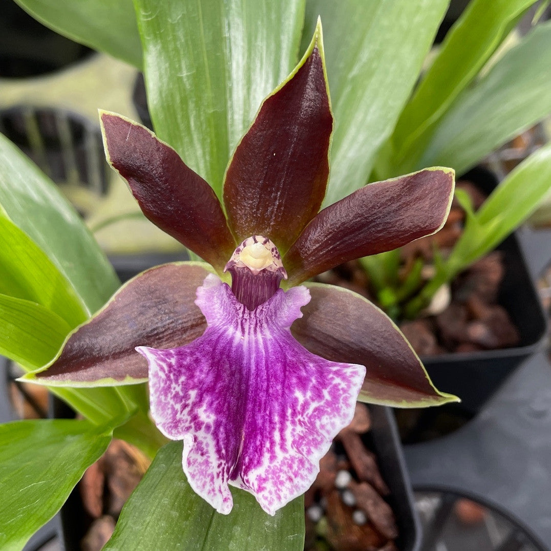 Zygo. Debbie DeMello 'Honolulu Baby' (5.5" Pot) - Buds – Akatsuka ...