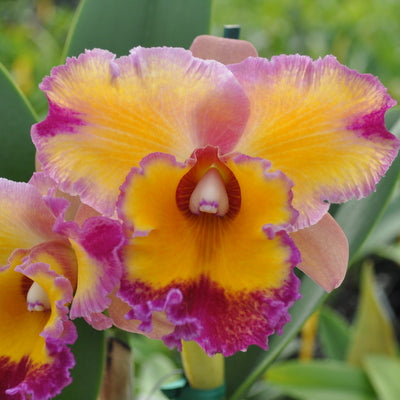 Rlc. Dick Smith 'Paradise' (Starter-2.75" Pot) – Akatsuka Orchid Gardens