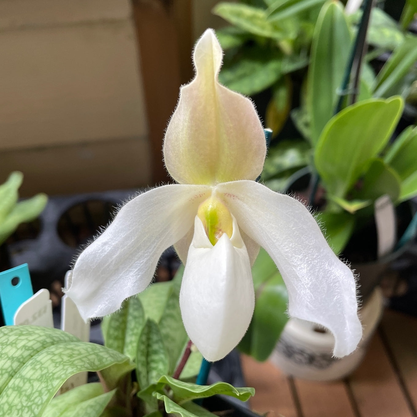 Paph. Joséito x delenatii v. alba (4" Pot) -Bud – Akatsuka Orchid Gardens
