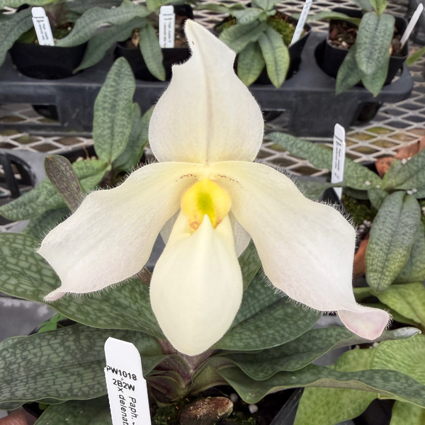 Paph. Joséito x delenatii v. alba (4" Pot) -Bud – Akatsuka Orchid Gardens