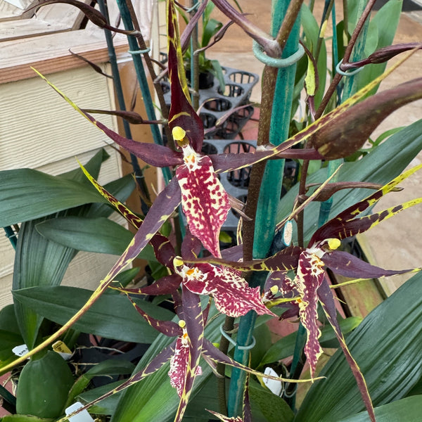 Whm. Pinot Princess 'Scary' (4" Pot) - Buds – Akatsuka Orchid Gardens