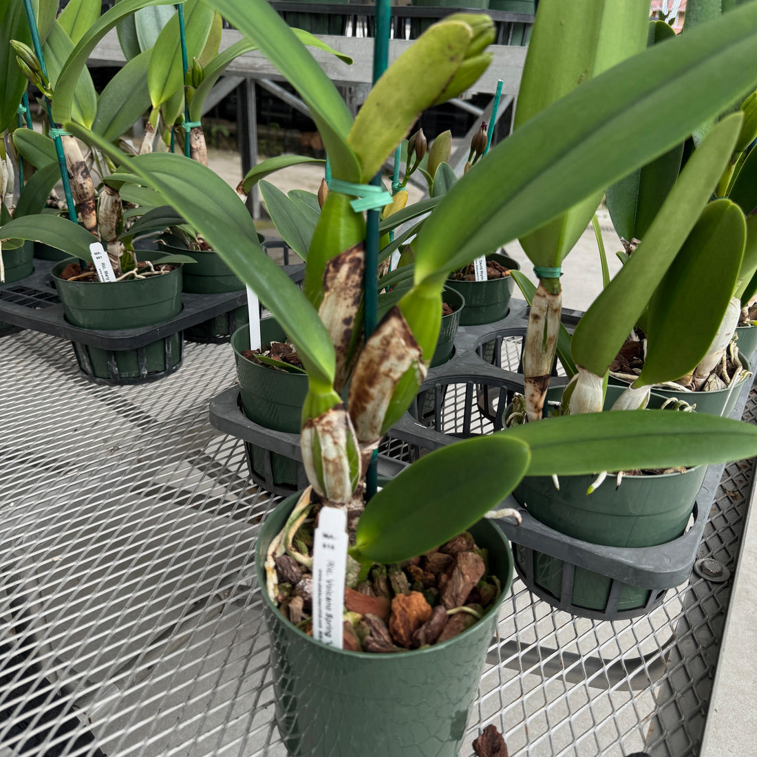 Rlc. Volcano Spring 'Volcano Queen' (5.5" Pot) - Buds – Akatsuka Orchid ...